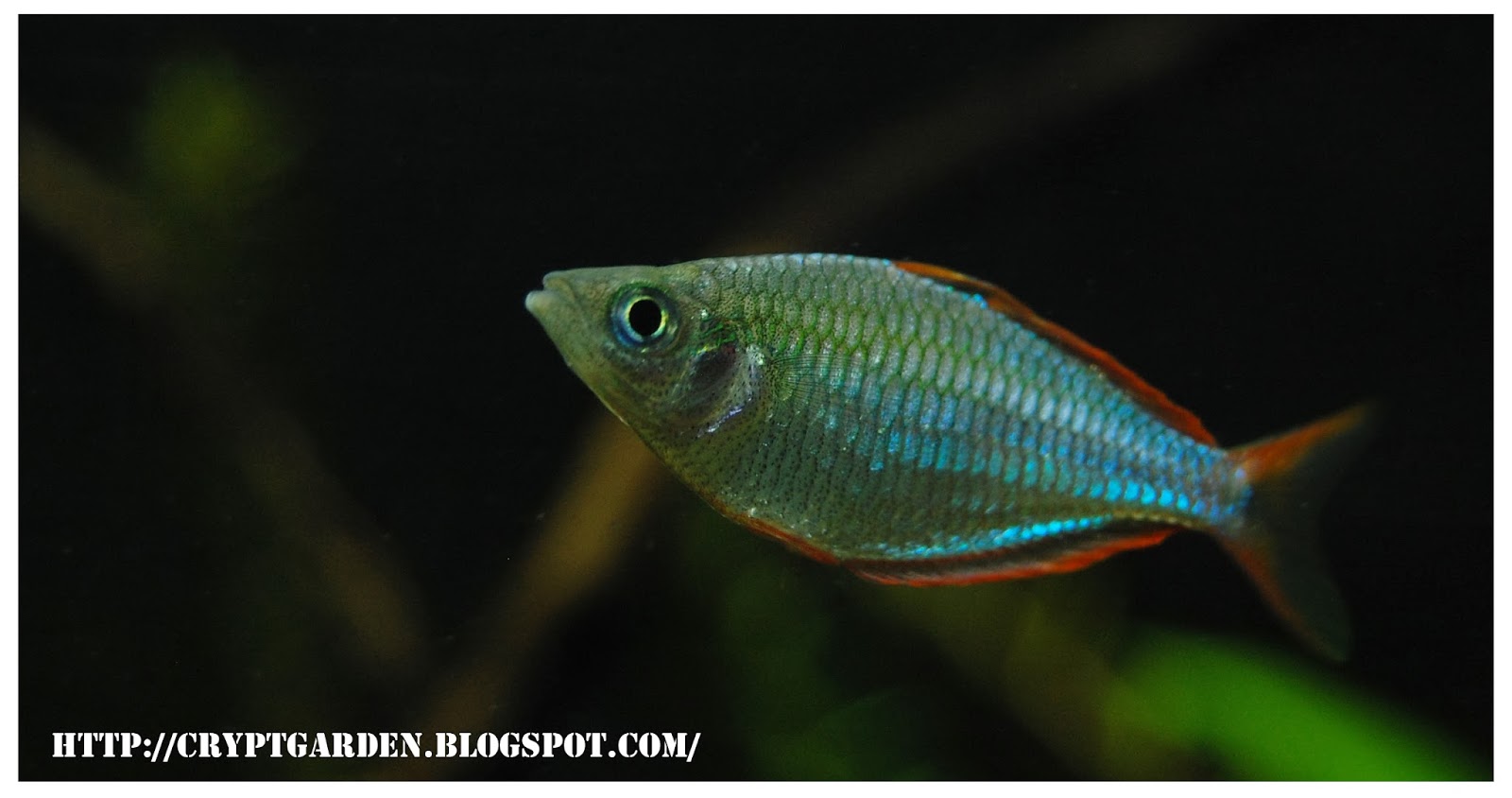 Fish Fingers: Dwarf neon rainbow fish: